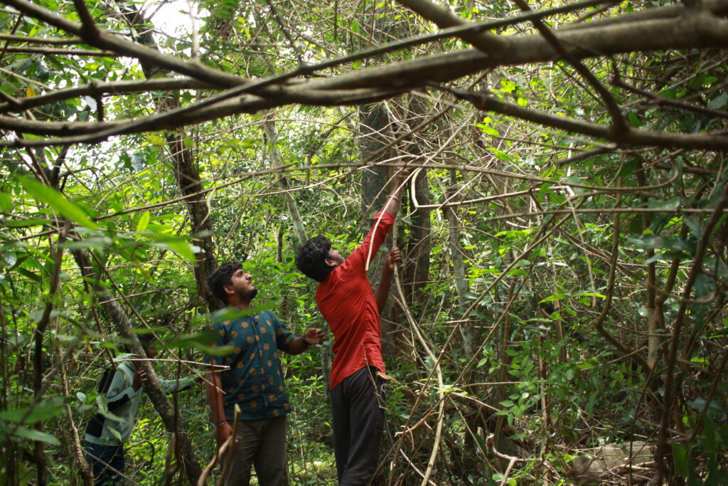 KANAJA for Serendipity Art Festival Archives