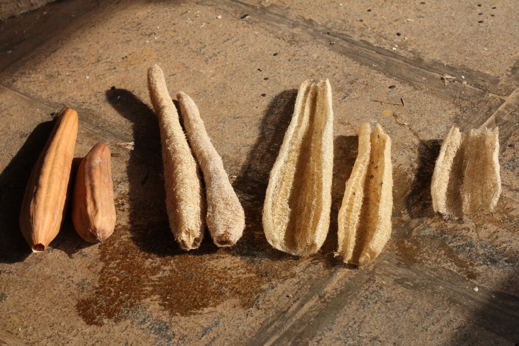 KANAJA for Serendipity Art Festival Archives