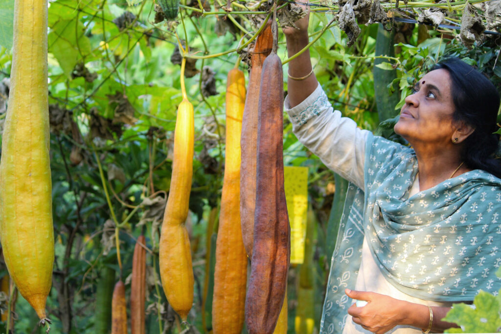 KANAJA for Serendipity Art Festival Archives